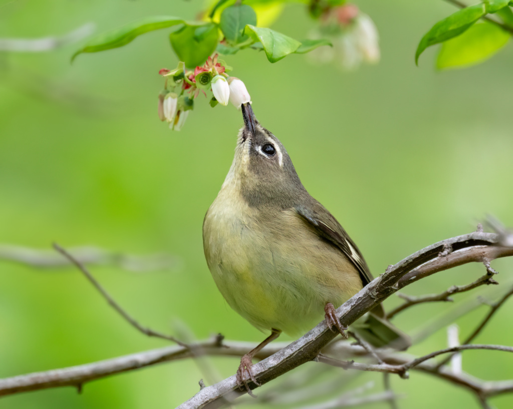 Richard G. Croft Memorial Preserve | The Connecticut Audubon Society