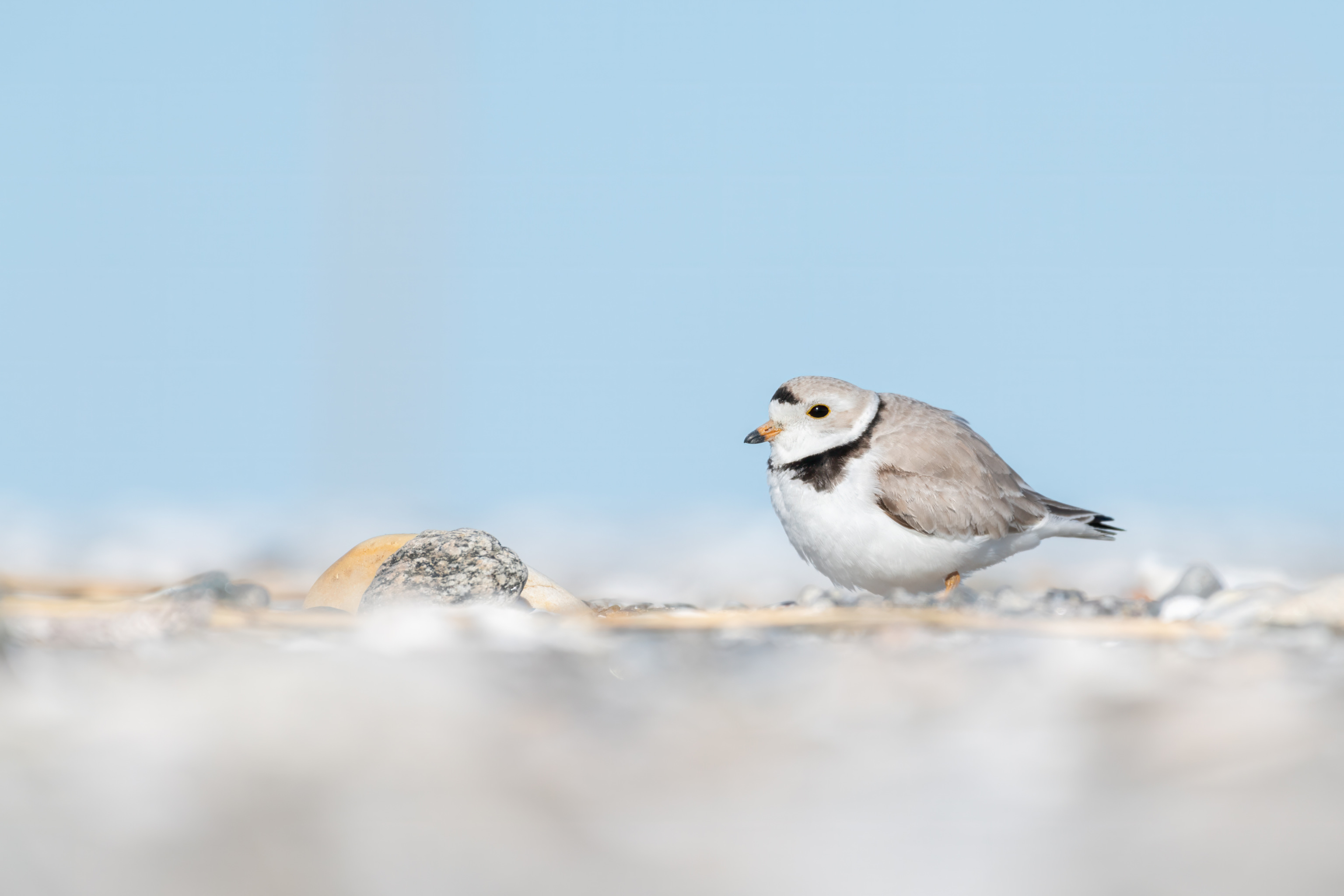 A record 40 Piping Plovers nested and 38 young fledged at Milford Point ...