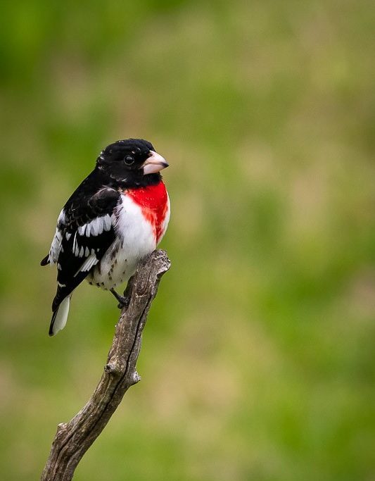 Connecticut Audubon supports pesticide and rodenticide bills | The ...