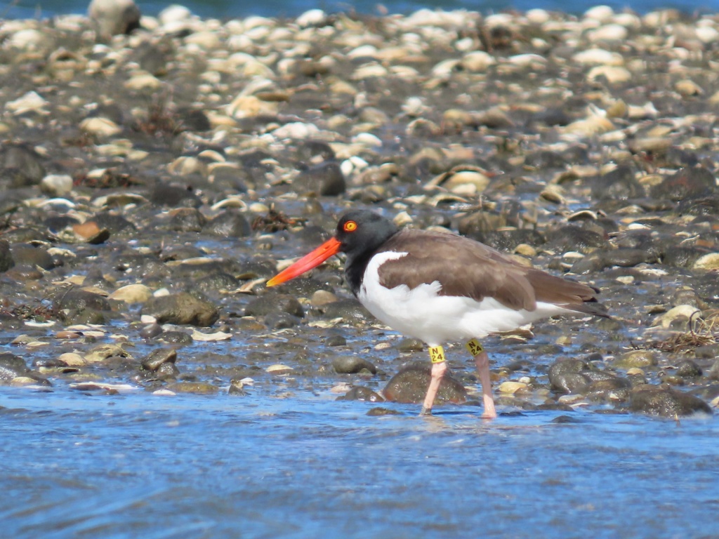 Banded oystercatcher returns to Milford Point | The Connecticut Audubon ...