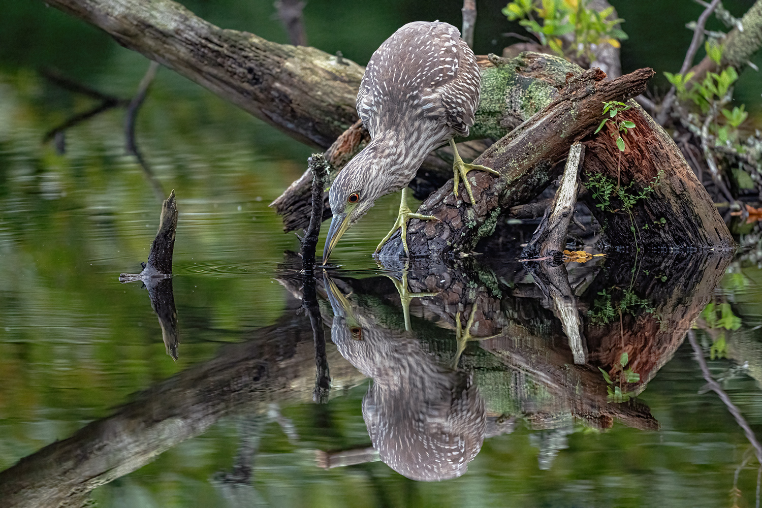 Peter M. Fish Exhibition: Portraits of the Natural World | April 1 ...