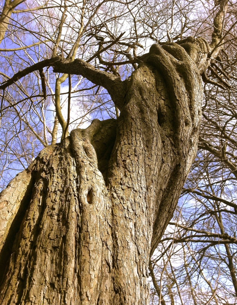 All About Tree Bark | Apr 15, 10:00am – 1:30pm | Fairfield Nature ...
